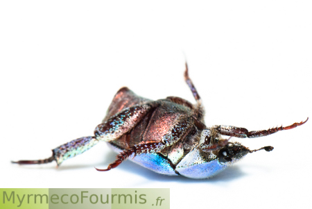 Scarabée bleu métallique