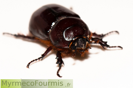 Scarabée rhinocéros