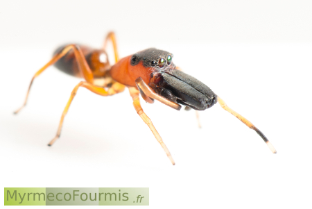 Les araignées sauteuses