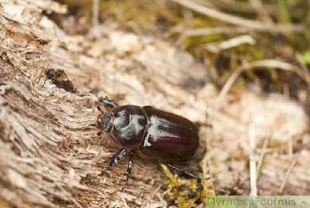 Scarabée rhinocéros