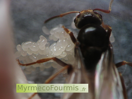 Oeufs de fourmis