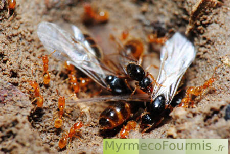Essaimage des fourmis Solenopsis