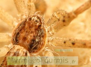 Araignées de France