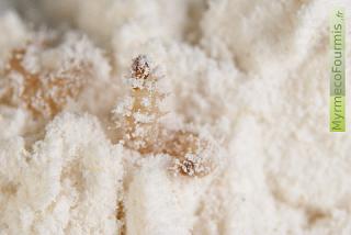 Les mites de farine : comment s'en débarrasser