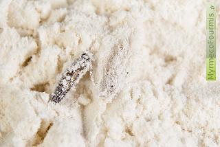 Les mites de farine : comment s'en débarrasser