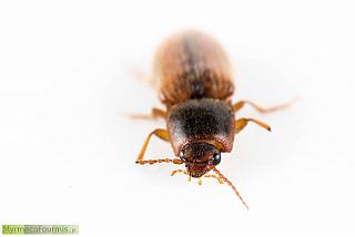 Les Taupins ou Elateridae