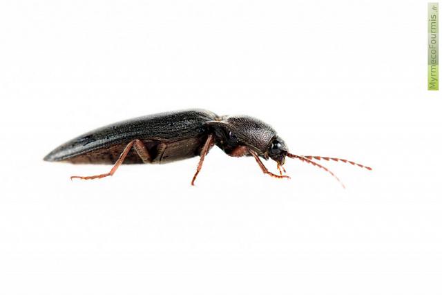 Les Taupins ou Elateridae