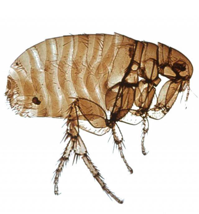 Les ordres d'insectes présents en France