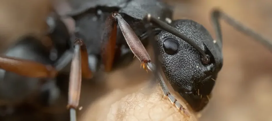 Quelques espèces de fourmis